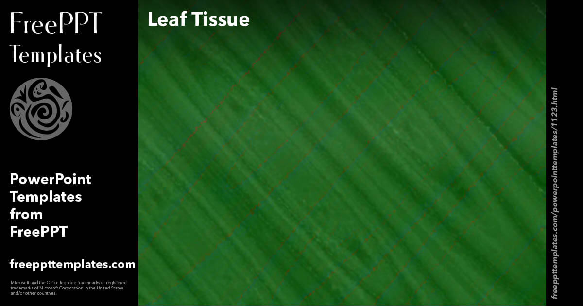 Leaf Tissue - PowerPoint Templates